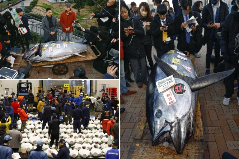 Massive bluefin tuna reels in almost $800,000 at Tokyo auction – Total News