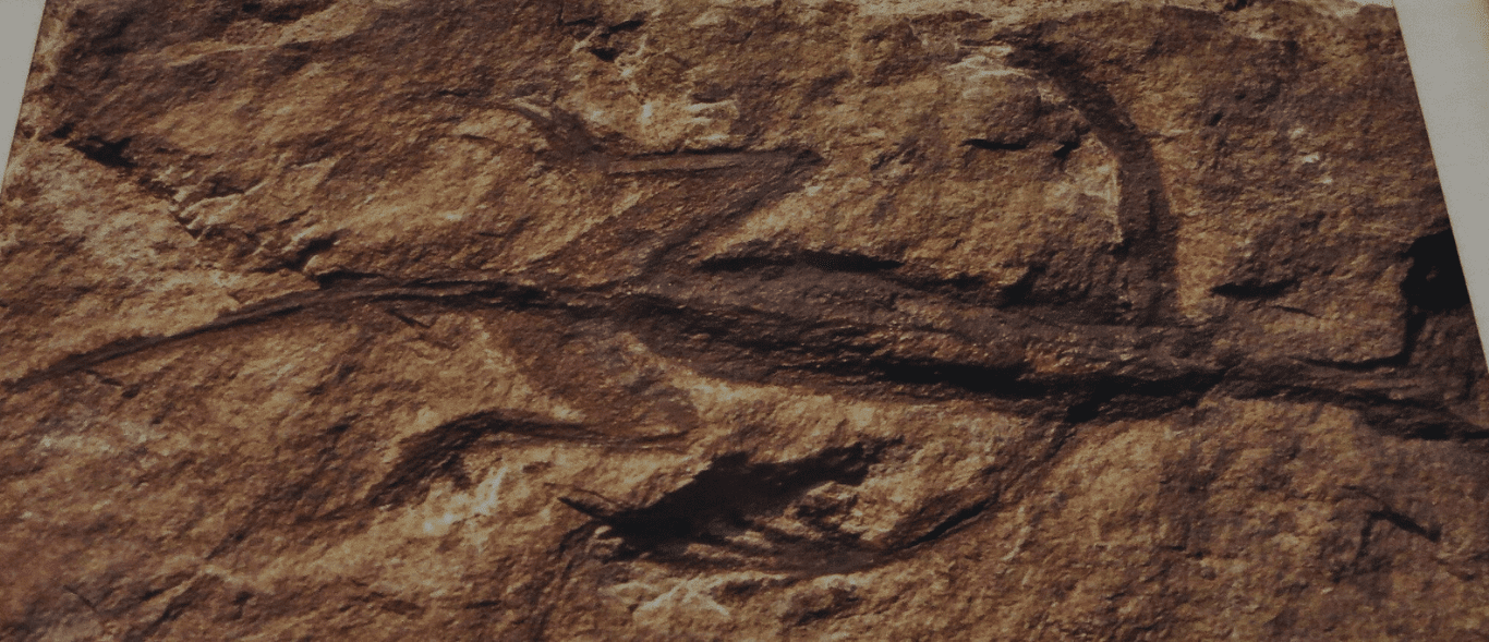 280-Million-Year-Old Fossil Reveals Absolutely Shocking Secret That ...