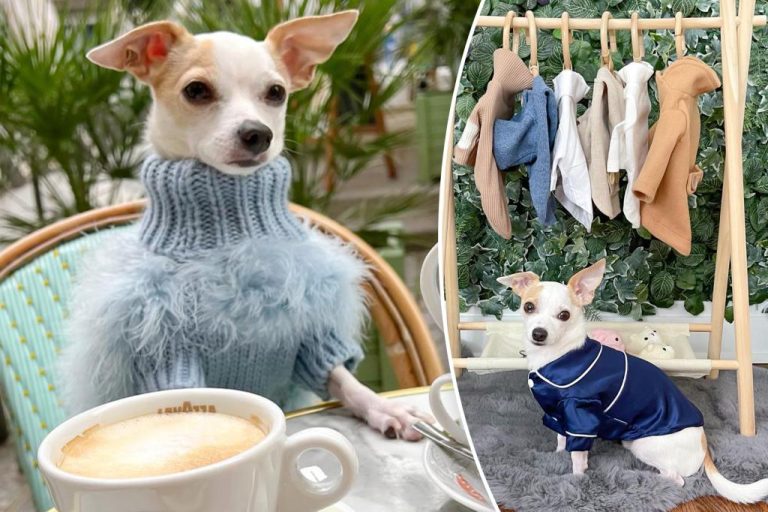 Dog influencer travels the world at luxurious five-star hotels in ...