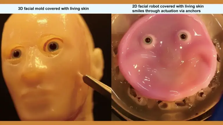 Scientists create creepy lifelike faces with real human skin for robots ...