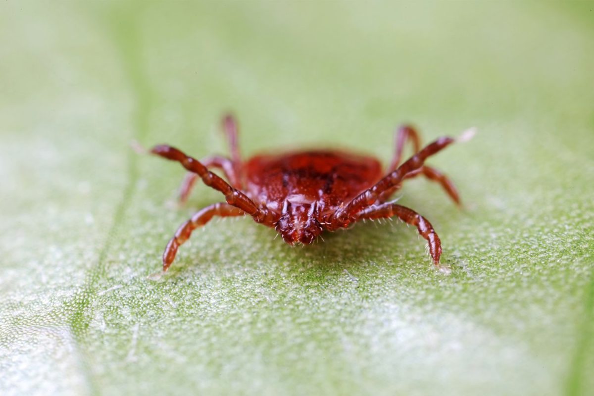 Scientists Have Discovered a New, Potentially Brain-Invading Tick Virus ...