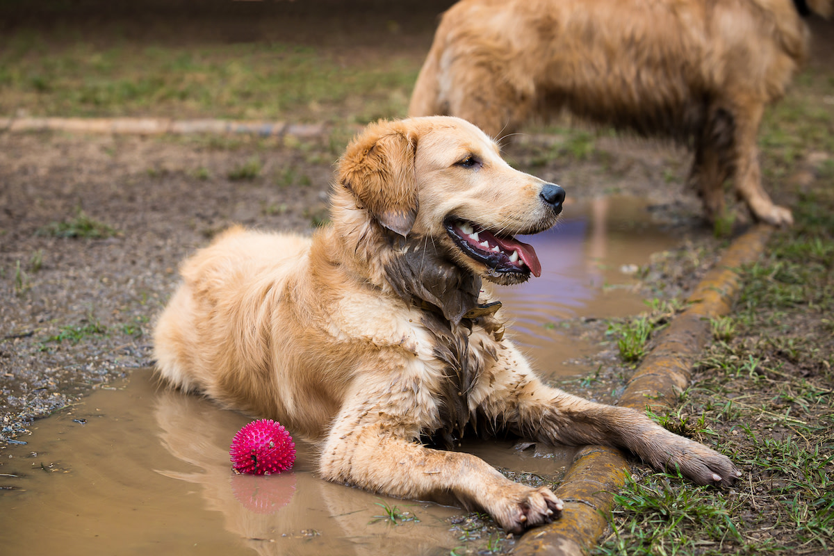 Deer Happily Playing in Puddle with Golden Retriever Friends Gives ...