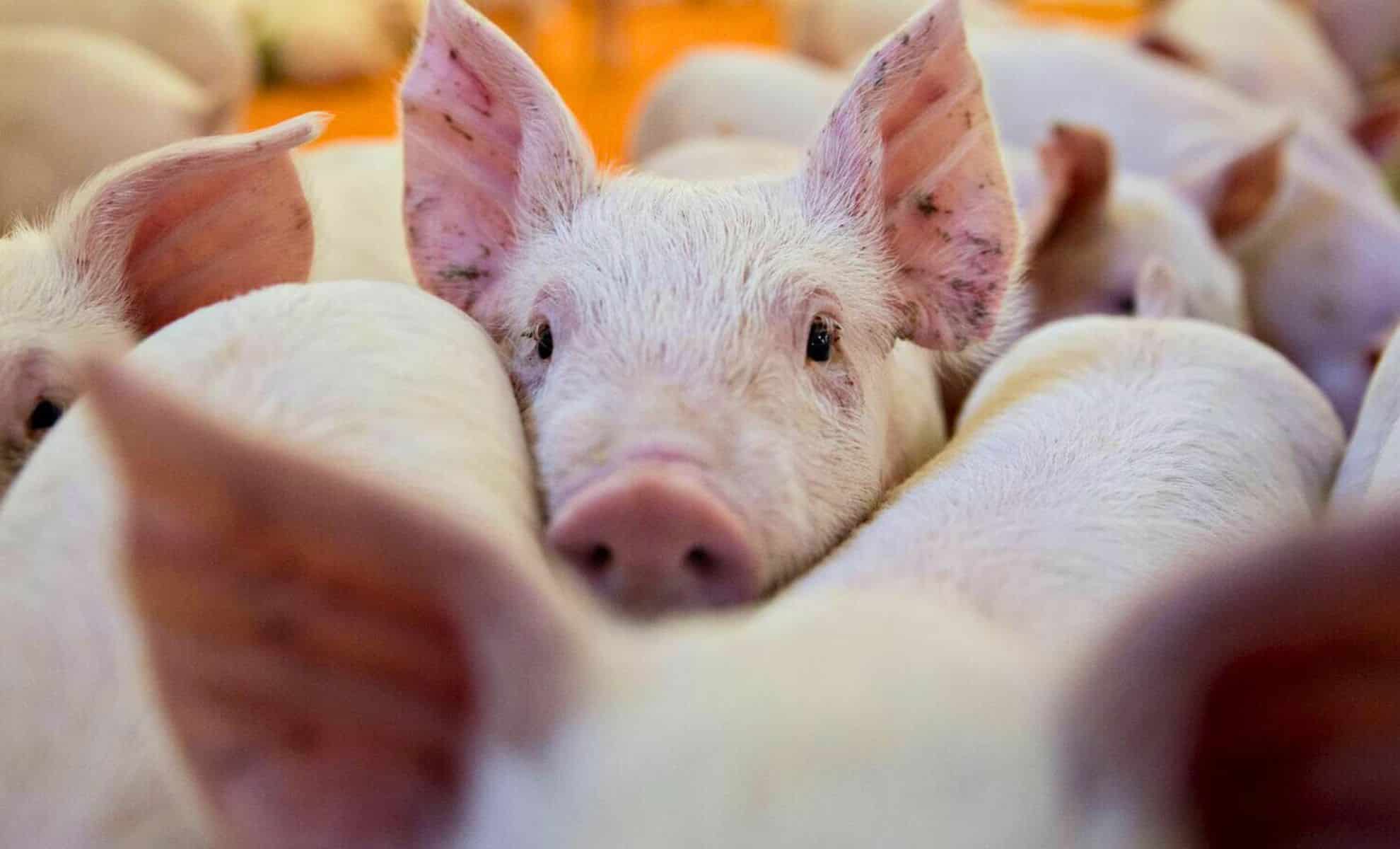 Scientists Brought Pig Brains Back to Life After Cardiac Arrest With ...