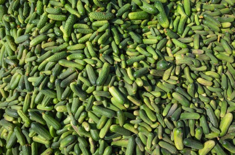 Cucumber Recall Issued In 26 States Due To Salmonella Outbreak | TotalNEWS