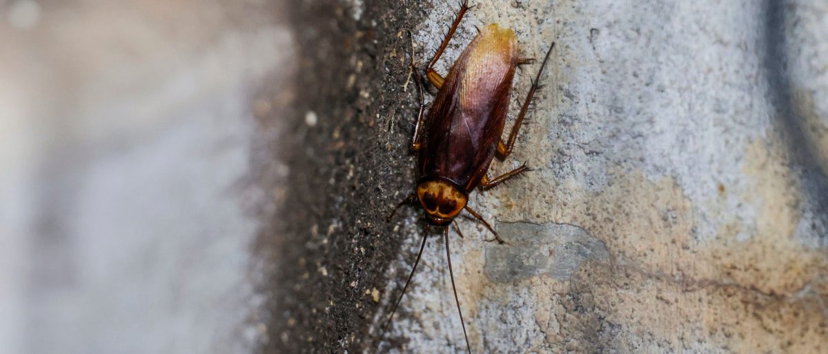 New Species Of Gargantuan Bug Discovered, With The Thing Being So ...