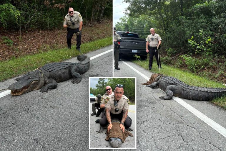 400-pound alligator named Pepe ‘held’ for ‘looking like a dinosaur ...