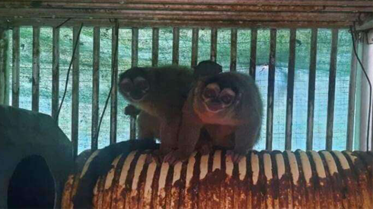 PETA praises Republican lawmakers for calling on NIH to stop animal ...