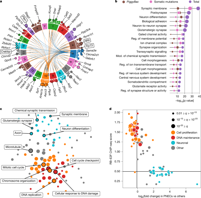 Functional connections between neurons and small cell lung cancer ...