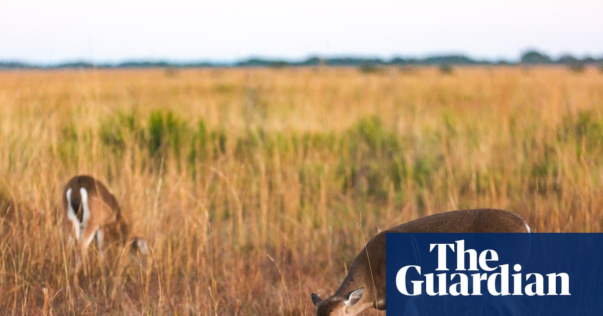 Florida wildlife officials find another instance of 'zombie deer ...