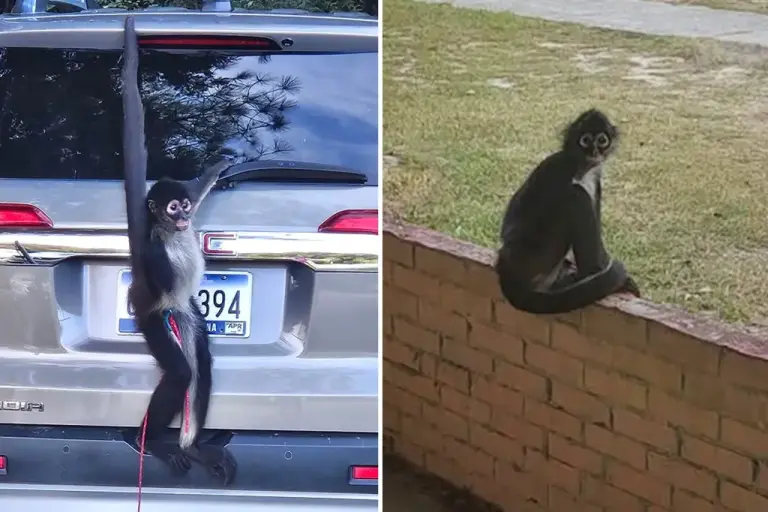Local clerk captures wandering monkey while enjoying a hot cup of ...