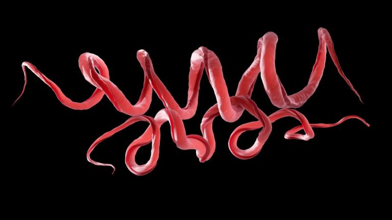 Ancient DNA Uncovers Distorted Origins of Syphilis Dating Back 5,500 ...