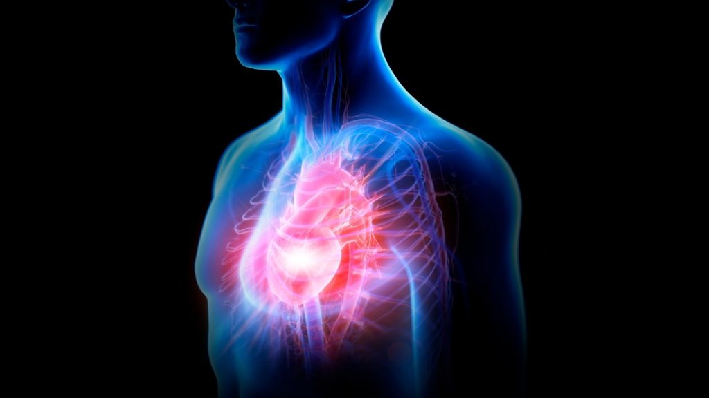 Human heart tissue can truly heal itself after a heart attack, a recent ...