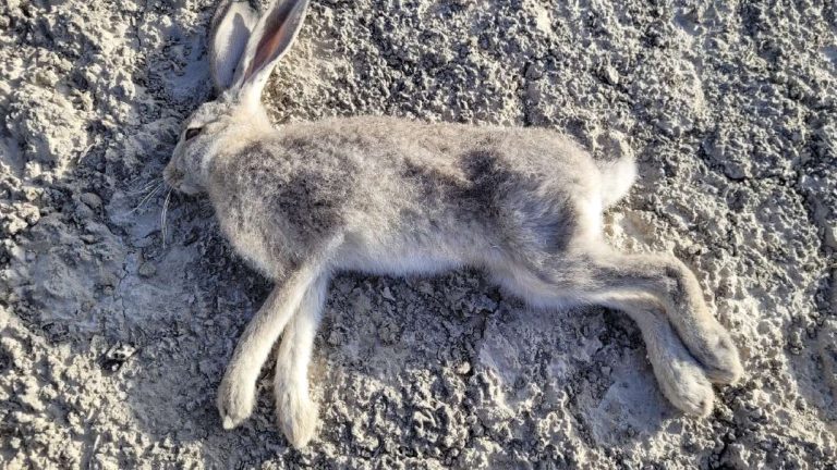 A contagious disease has reappeared in Utah’s wild rabbit population ...